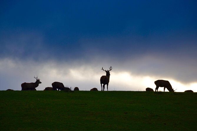 The Best Two Day Tours in Ireland: The Ring of Kerry and Dingle Slea Head Tours - Who Will Love This Tour?