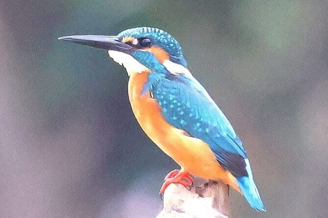 The Bird Watching private Tour and Beyond - Key Points