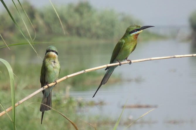 The birdwatchers quest:through the Swamp of Royal TreasureMuturajawela Wetlands - An In-Depth Look at the Experience