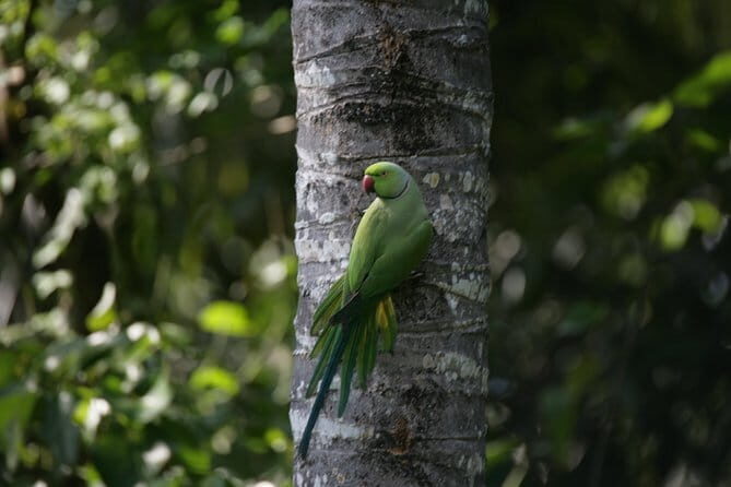 The birdwatchers quest:through the Swamp of Royal TreasureMuturajawela Wetlands - Final Thoughts