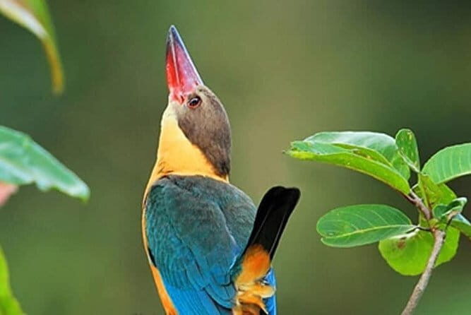 The birdwatchers quest:through the Swamp of Royal TreasureMuturajawela Wetlands - Who Should Book?