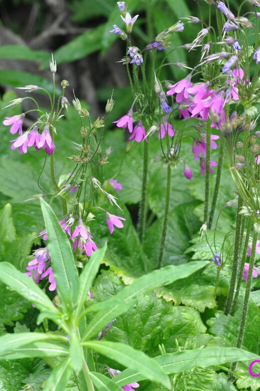 THE BOTANICAL GARDENS OF AOSTA VALLEY - Key Points