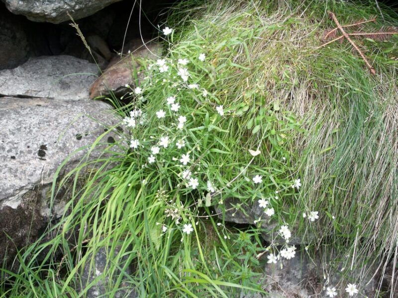 THE BOTANICAL GARDENS OF AOSTA VALLEY - The Sum Up: A Solid Choice for Botanically Curious Travelers
