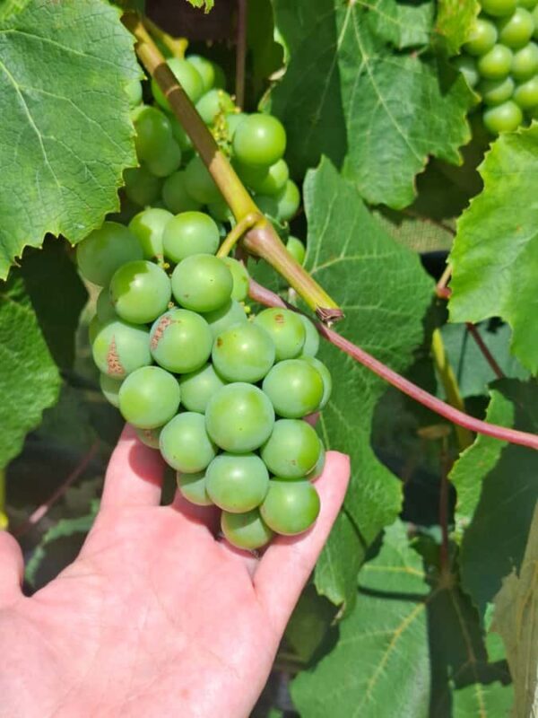 The Boutique Experience: Waiheke Island Best Cellar Tour - FAQ