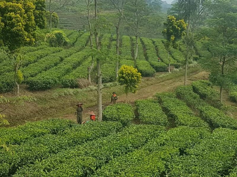 The Breathtaking Views Of The Countryside In Bandung - Key Points