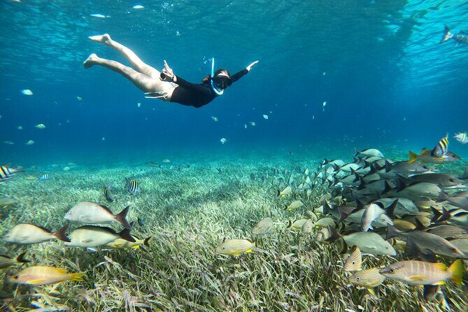 The Cozumel Turtle Sanctuary Snorkel Tour - Potential Drawbacks and Considerations
