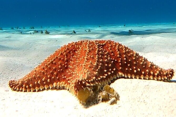 The Cozumel Turtle Sanctuary Snorkel Tour - Final Thoughts