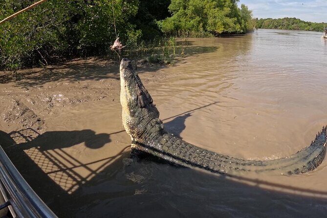 The Croc Bus to the Famous Jumping Crocodile Cruise - What Reviewers Say: Authentic Perspectives