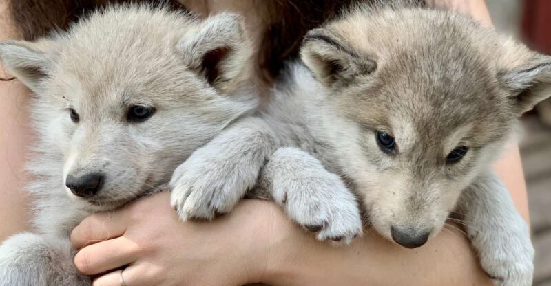 The Cuddly Wolf - Private Tour - Discovering the Arctic Wolfland Sanctuary