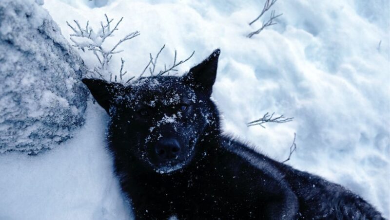 The Cuddly Wolf - Private Tour - Who Will Love This Experience?