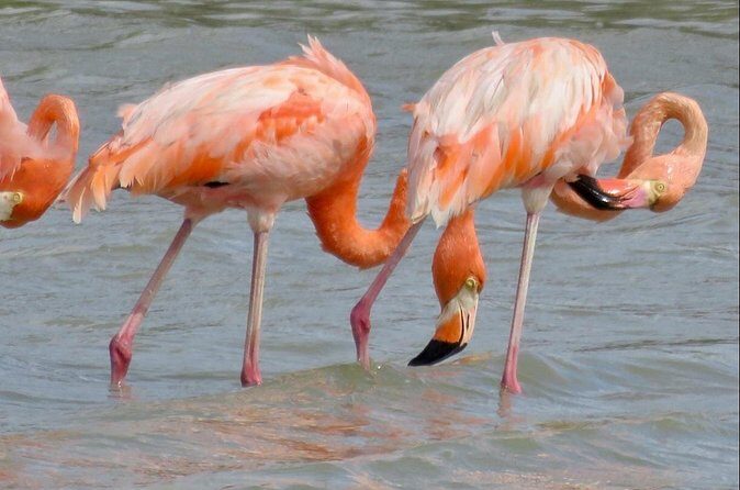 The Curacao Private Beach Hopping / Snorkeling Tour - Who Should Consider This Tour