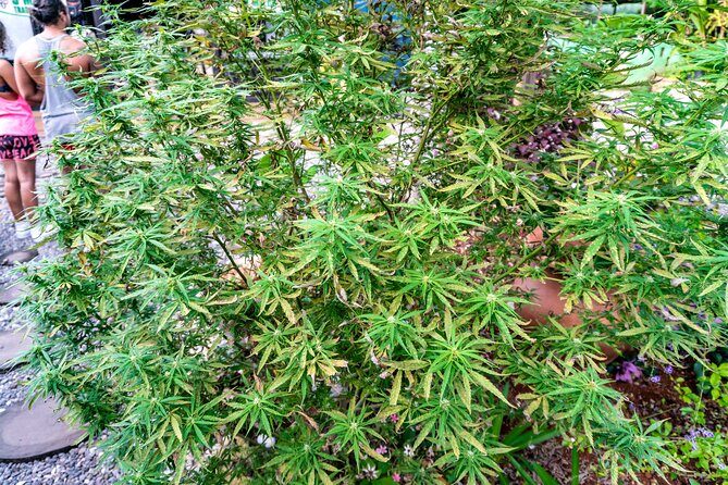 The Essential Bob Marley Tour: Visit His Home and more - Frequently Asked Questions