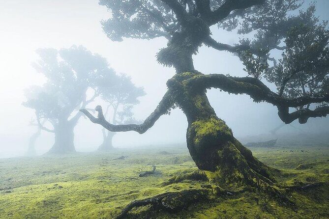 The Fanal Forest by Feeling Madeira - The Itinerary in Detail: What You Can Expect