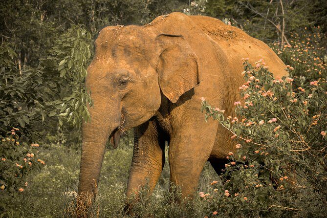 The Finest of Ceylon (16 Days) - Practical Tips for Travelers