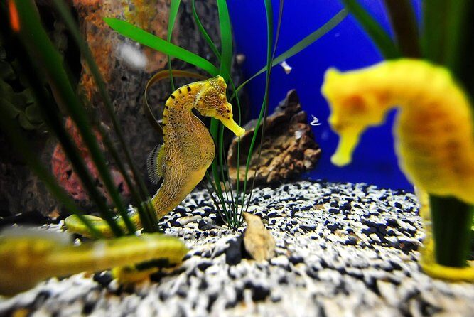 The Florida Aquarium in Tampa General Admission - What Makes This Aquarium Stand Out?