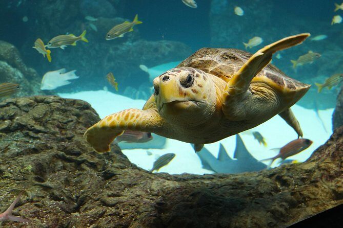 The Florida Aquarium in Tampa General Admission - Why the Reviews Are So Positive