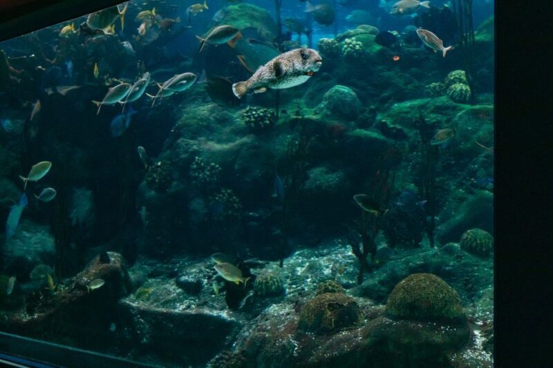 The Florida Aquarium Ticket - Frequently Asked Questions (FAQs)