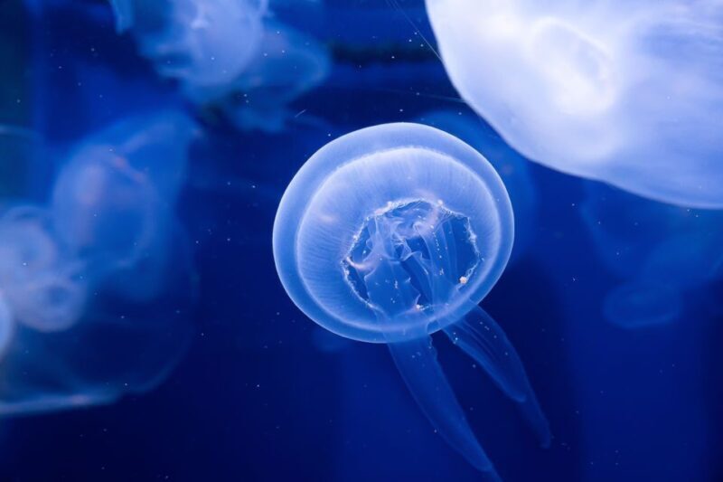 The Florida Aquarium Ticket - Value for Money and Practical Tips