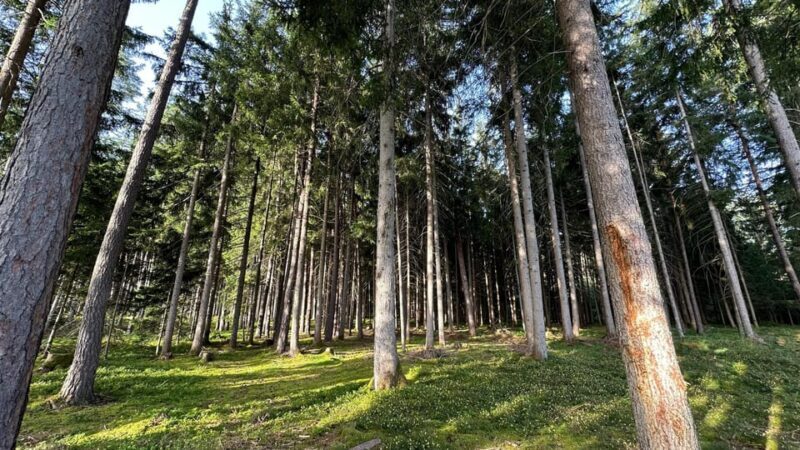 The forest as an Escape Room for the whole family - Exploring the Forest’s Hidden Charm