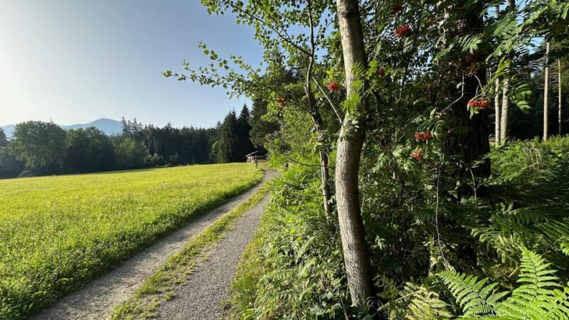The forest as an Escape Room for the whole family - The Value of the Experience