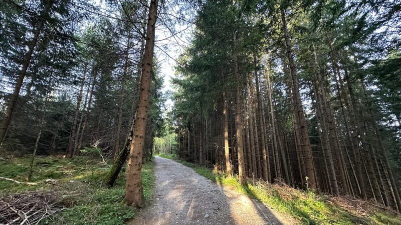 The forest as an Escape Room for the whole family - Why This Experience Works