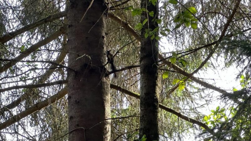 The forest as an Escape Room for the whole family - Practical Tips for Your Visit
