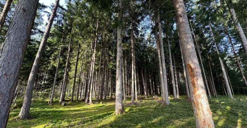 The forest as an Escape Room for the whole family - FAQ