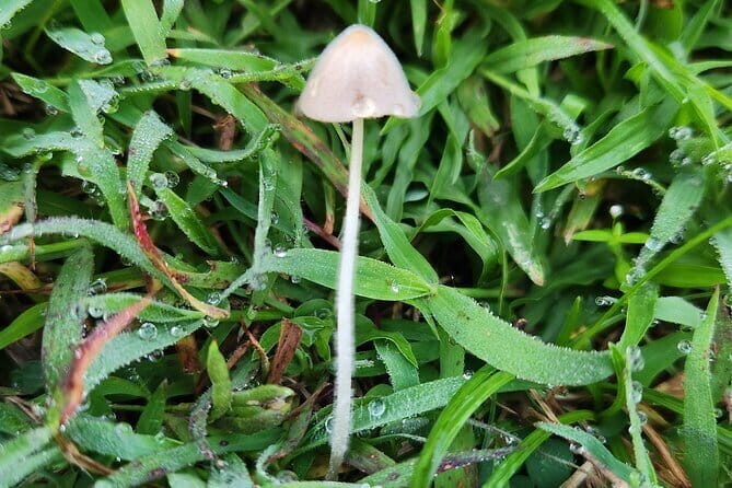 The Gili Mushroom Tour - An In-Depth Look at the Gili Mushroom Tour Experience