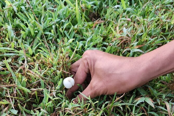 The Gili Mushroom Tour - The Value of This Tour