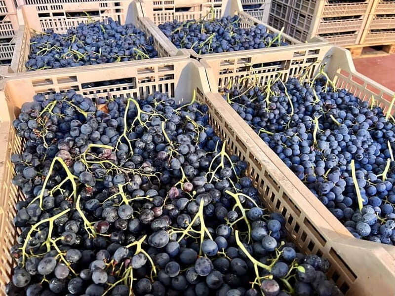 The grand tour of Amarone: 2 wineries, lunch & Amarone focus - Exploring the Heart of Valpolicella