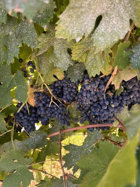 The grand tour of Amarone: 2 wineries, lunch & Amarone focus - Final Thoughts