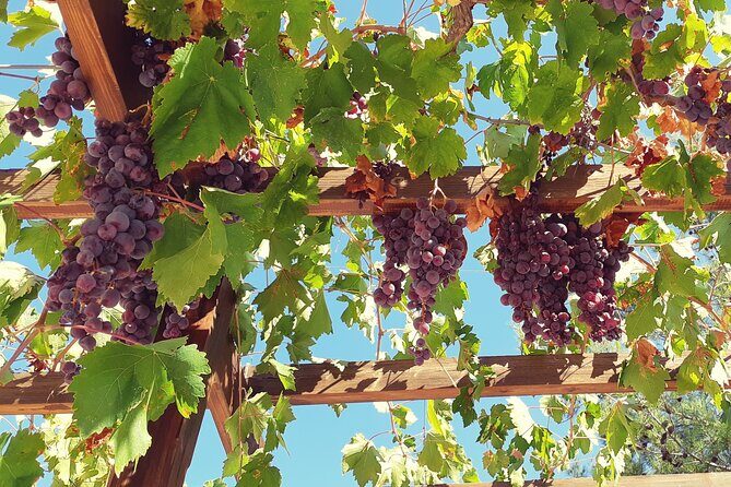 The Grape Escape: Troodos Mountains thru Wine Small Group Tour 7hrs - FAQs about the Grape Escape Tour