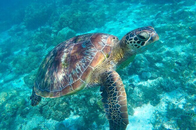 The great snorkeling adventure at the Riviera Maya private tour - A comprehensive look at the Riviera Maya private tour