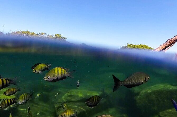 The great snorkeling adventure at the Riviera Maya private tour - The Sum Up