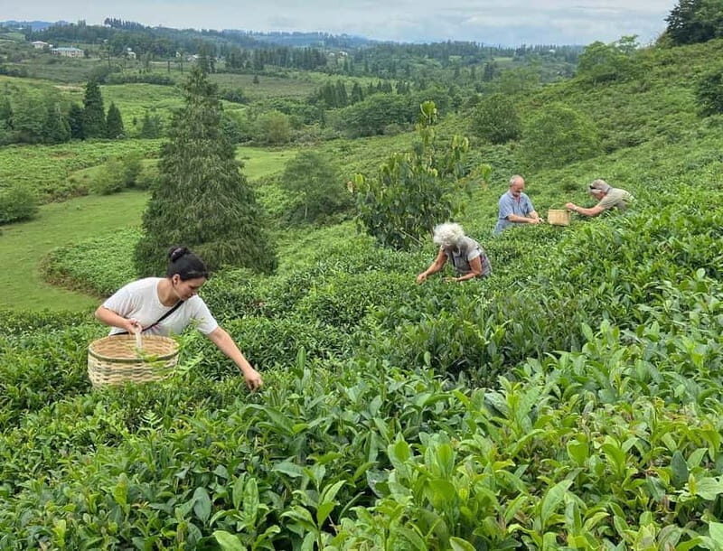 The Green Gold of Georgia - Exploring the Journey: A Deep Dive into the Tea Tour