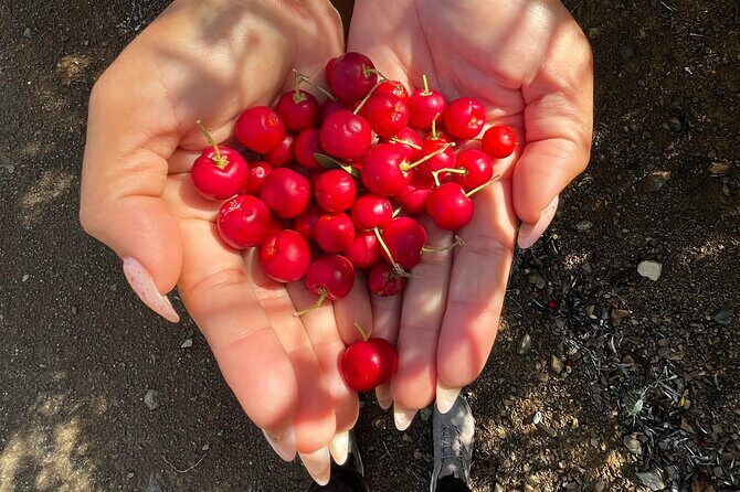 The Hidden Gems of Curacao - Iconic Photo Stop at Williwood Sign & Flamingos