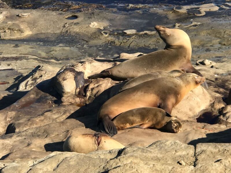 The La Jolla Tour - The Itinerary: What You’ll See and Experience