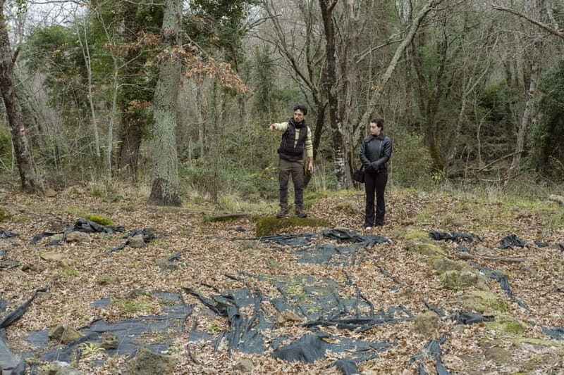 The Lamone Forest: among brigands and charcoal burners - Exploring the Lamone Forest: An In-Depth Look