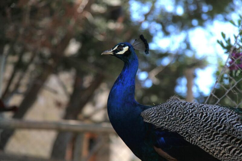 The Limestone Heritage Park and Gardens (Entry Ticket) - Key Points