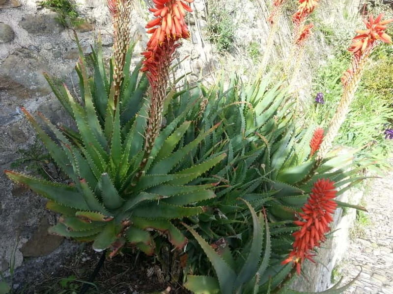 The Magic of the French Riviera: Full-Day Guided Tour - The Sum Up
