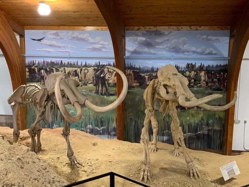 The Mammoth Site of Hot Springs General Admission Ticket - The Value of Your Visit