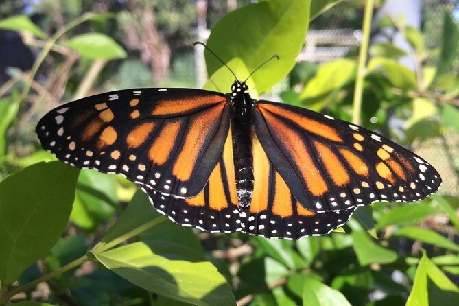 The Maui Butterfly Farm Tour - What to Expect From the Maui Butterfly Farm Tour