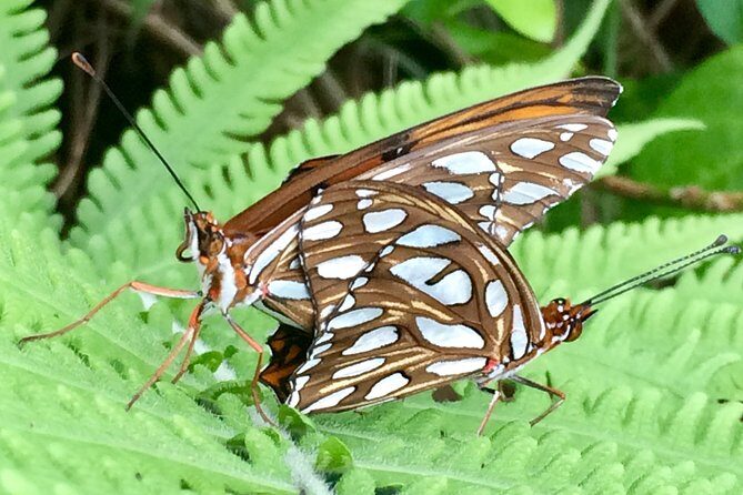 The Maui Butterfly Farm Tour - Why This Tour Stands Out: Authentic, Intimate Encounters