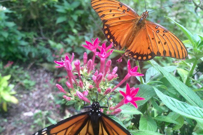 The Maui Butterfly Farm Tour - The Sum Up: Is It Worth It?