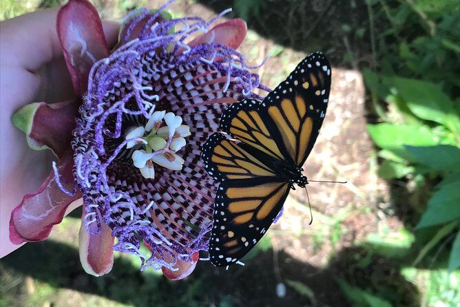 The Maui Butterfly Farm Tour - FAQs about the Maui Butterfly Farm Tour
