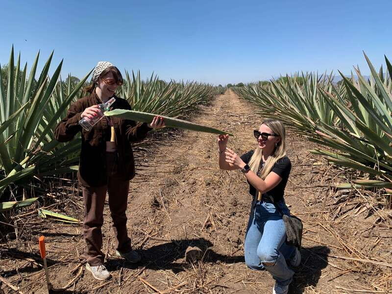The Mezcal Journey - Guided Tour of Agave Fields at Campo Enigma