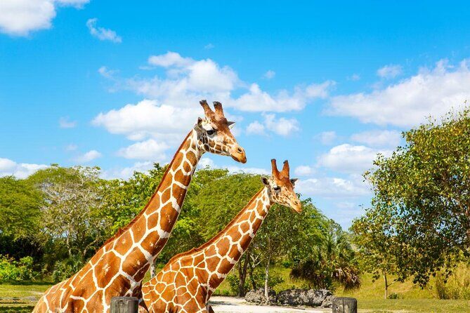 The Miami Sightseeing Day Pass: 35+ Sun-Soaked Attractions & Tours - Exploring the Miami Sightseeing Day Pass: 35+ Sun-Soaked Attractions & Tours
