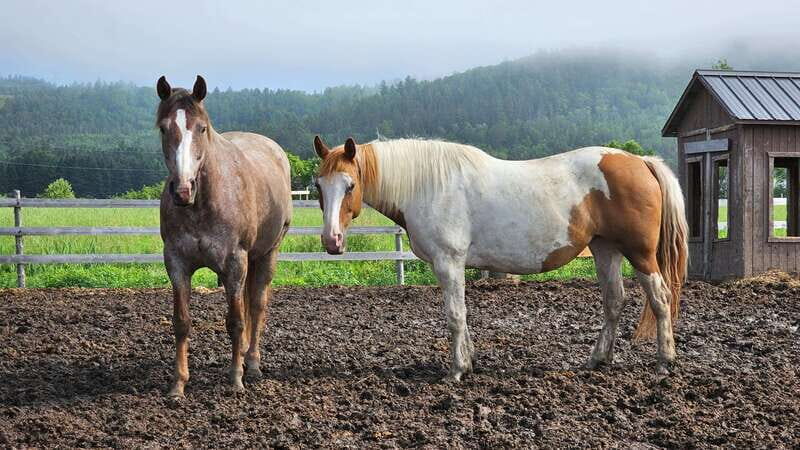 The Montagnarde: Guided horseback ride on mountain trails. - An honest look at the horseback riding tour