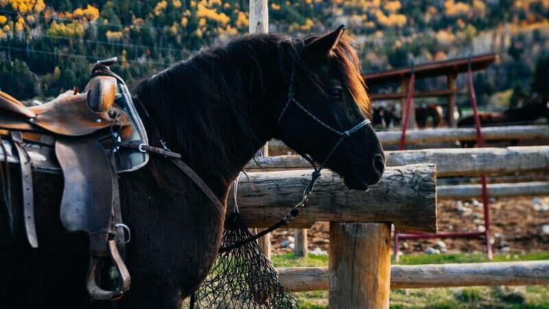 The Montagnarde: Guided horseback ride on mountain trails. - Price and value — is it worth it?