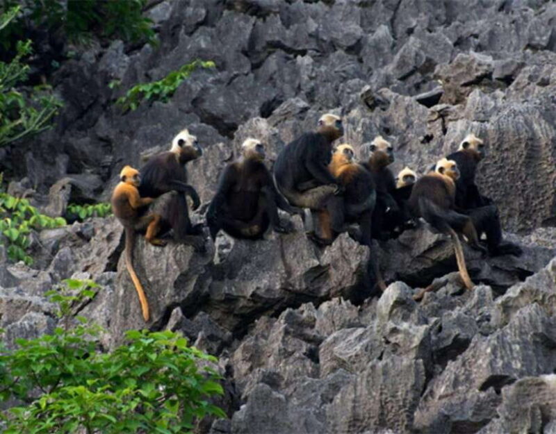 The most Luxury Day Cruise Explore the beauty of Lan Ha Bay - FAQs